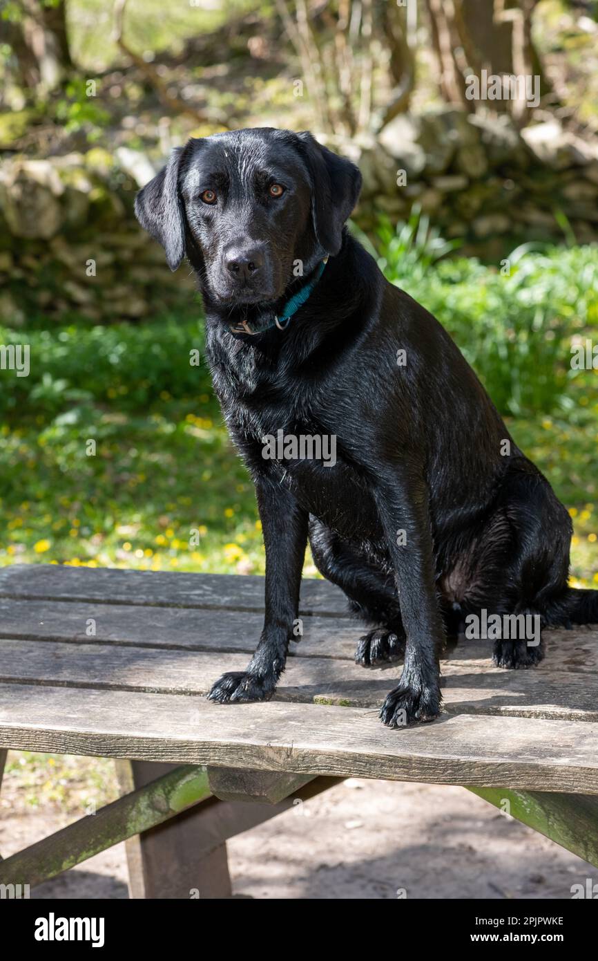 Portrait of a young black Labrador sitting on a picnic table Stock ...