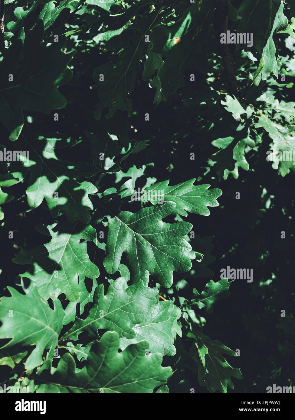 Towering oak tree hi-res stock photography and images - Alamy