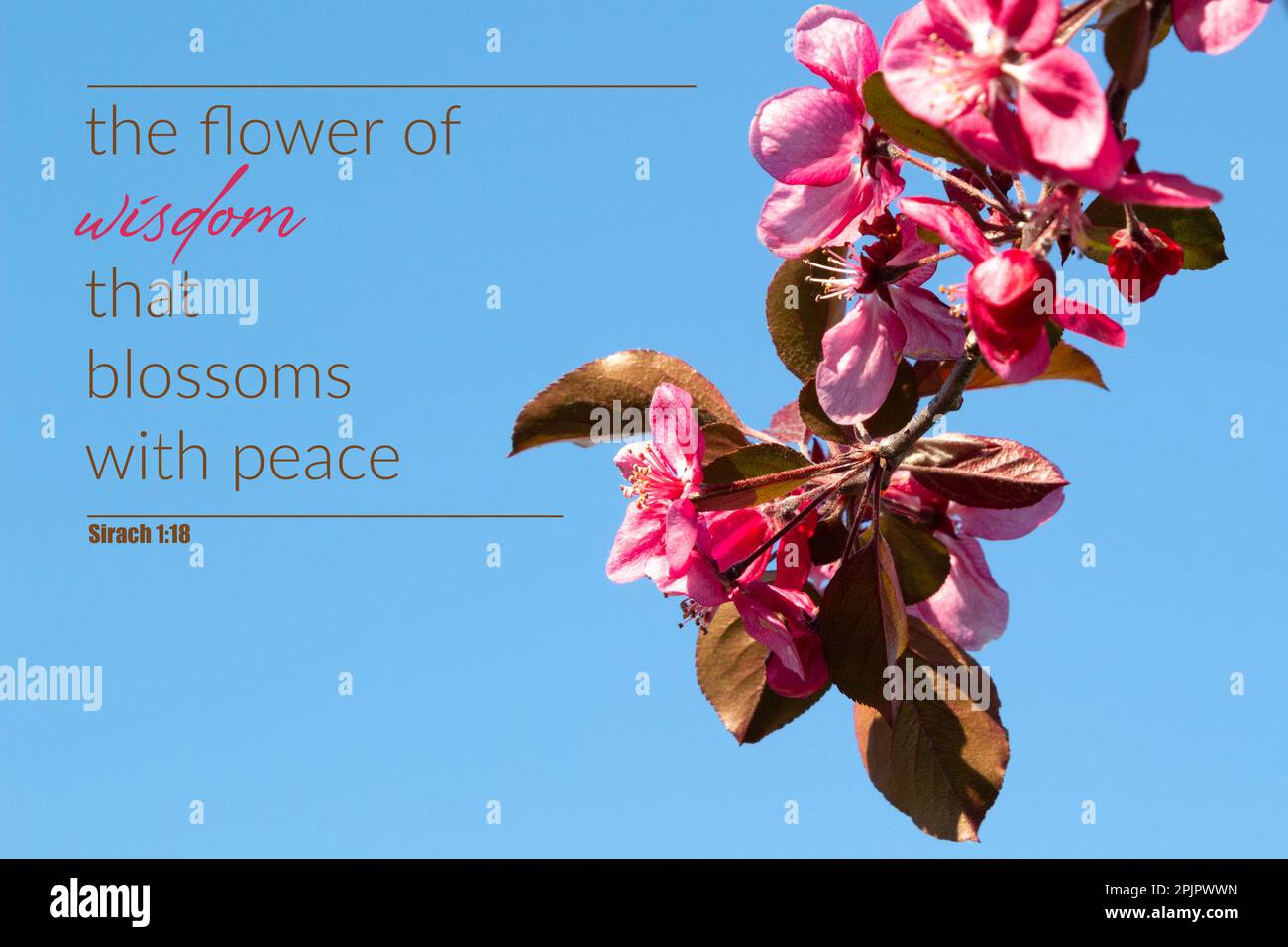 'The flower of wisdom that blossoms with peace', Bible verse quote ...