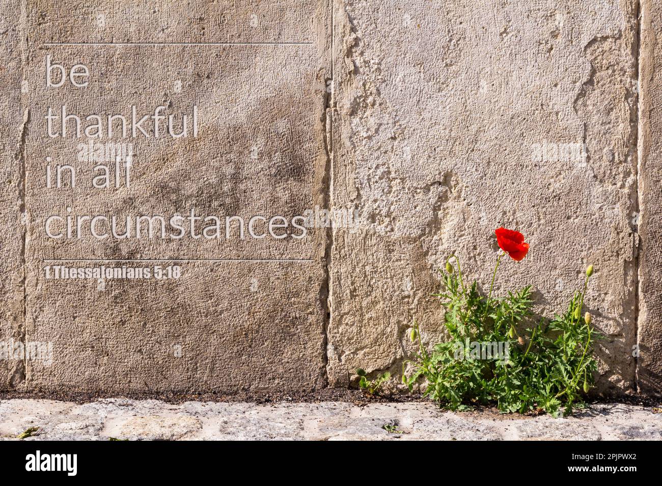 'Be thankful in all circumstances', bible verse quote. Corn poppy ...