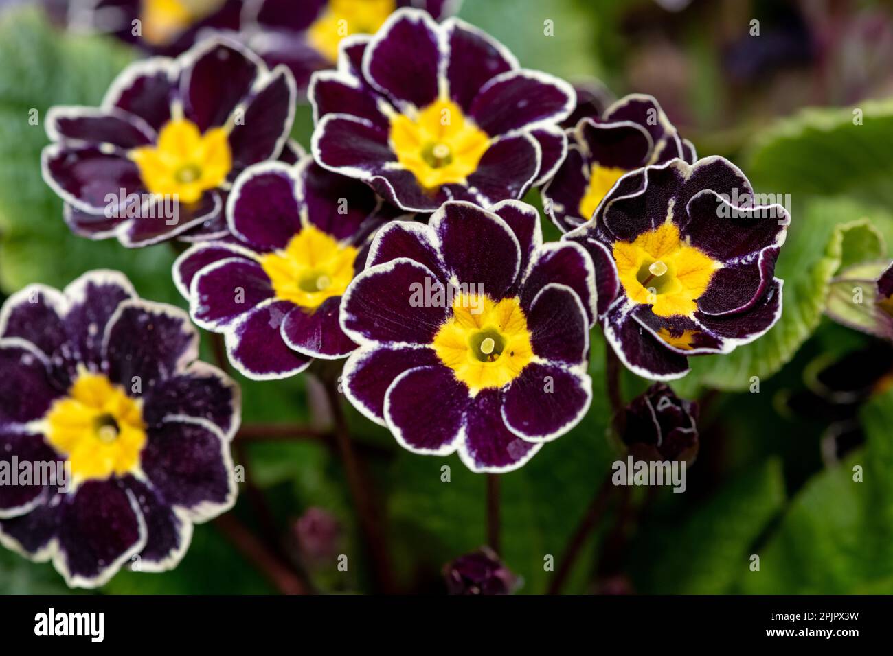 Close up of black silver laced primrose (primula victoriana) flowers in ...