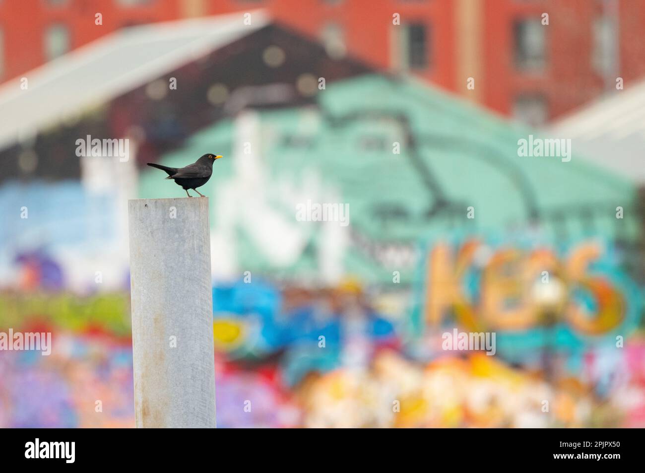 Black bird (turdus merula) male, perched on ventilation pipe with ...