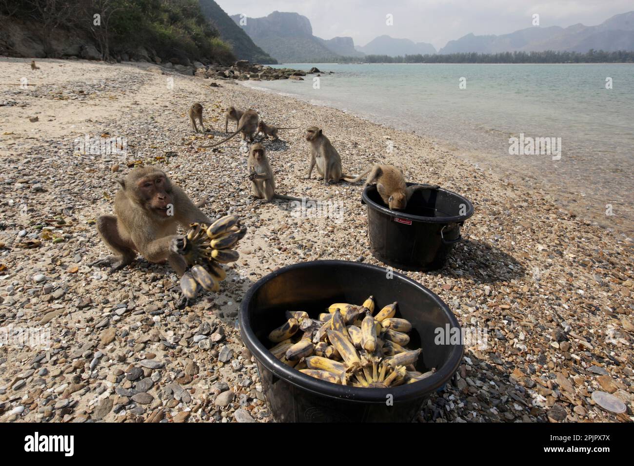 wild Monkey on the Monky Island or the Ko Kho Ram Island in the ...