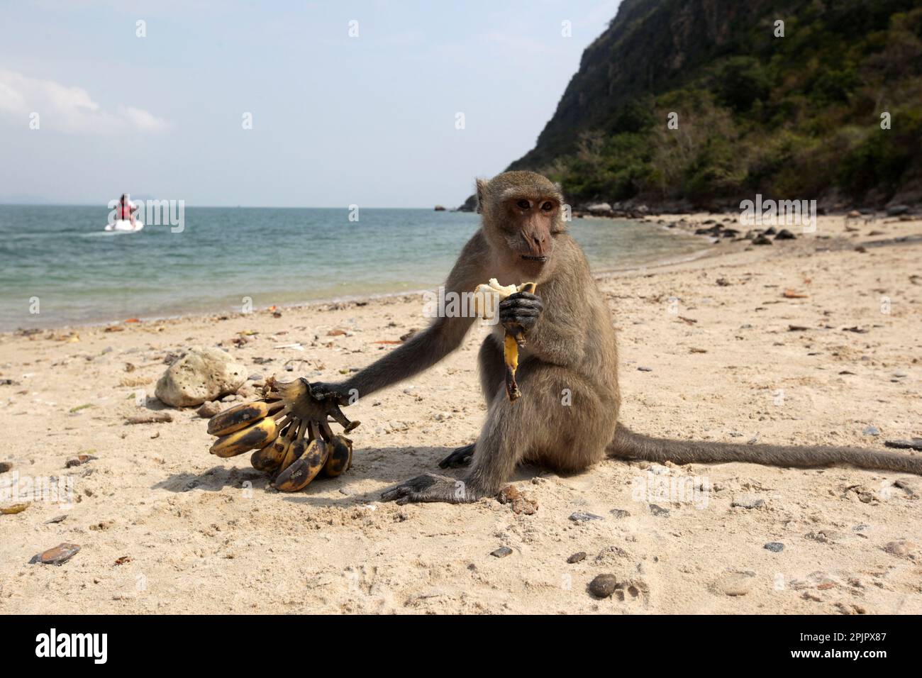 wild Monkey on the Monky Island or the Ko Kho Ram Island in the ...