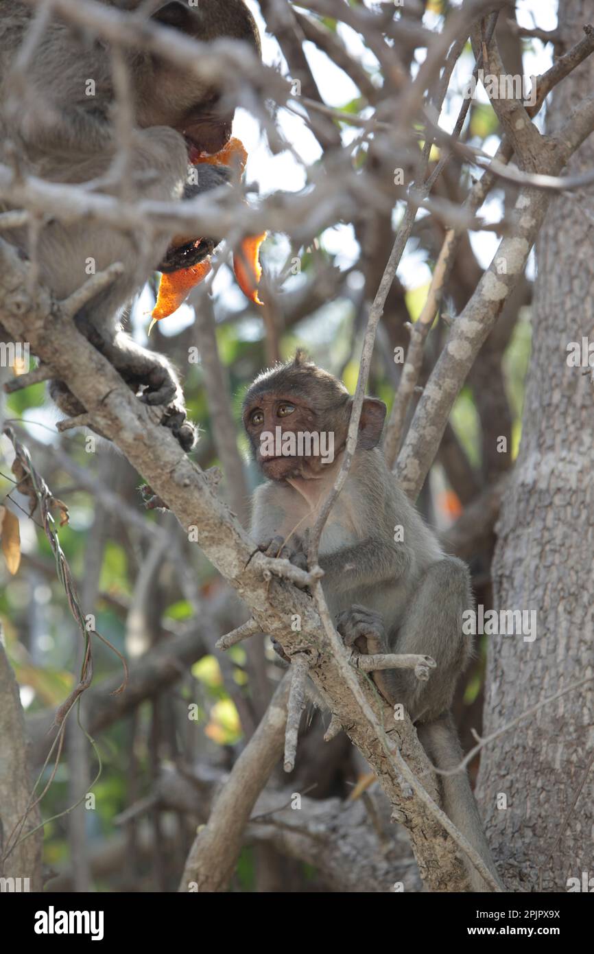 Kho ram hi-res stock photography and images - Alamy