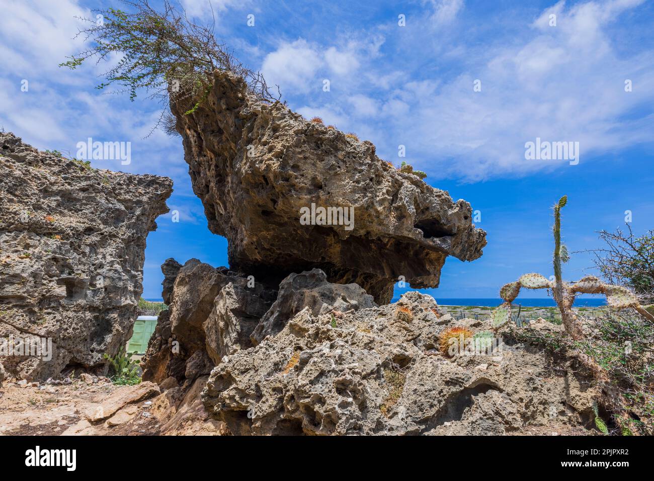 Beautiful view of rocks and rare plants on blue sky background. Aruba ...