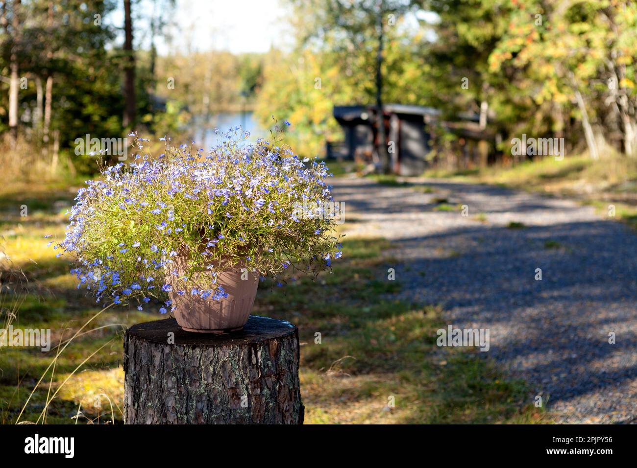Flowers in a flower pot on a stub. Fuzzy background, and some buildings ...