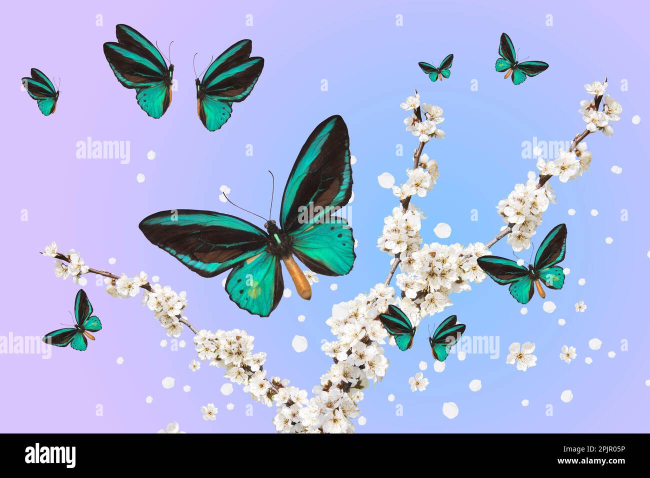 Preserved butterflies hi-res stock photography and images - Alamy