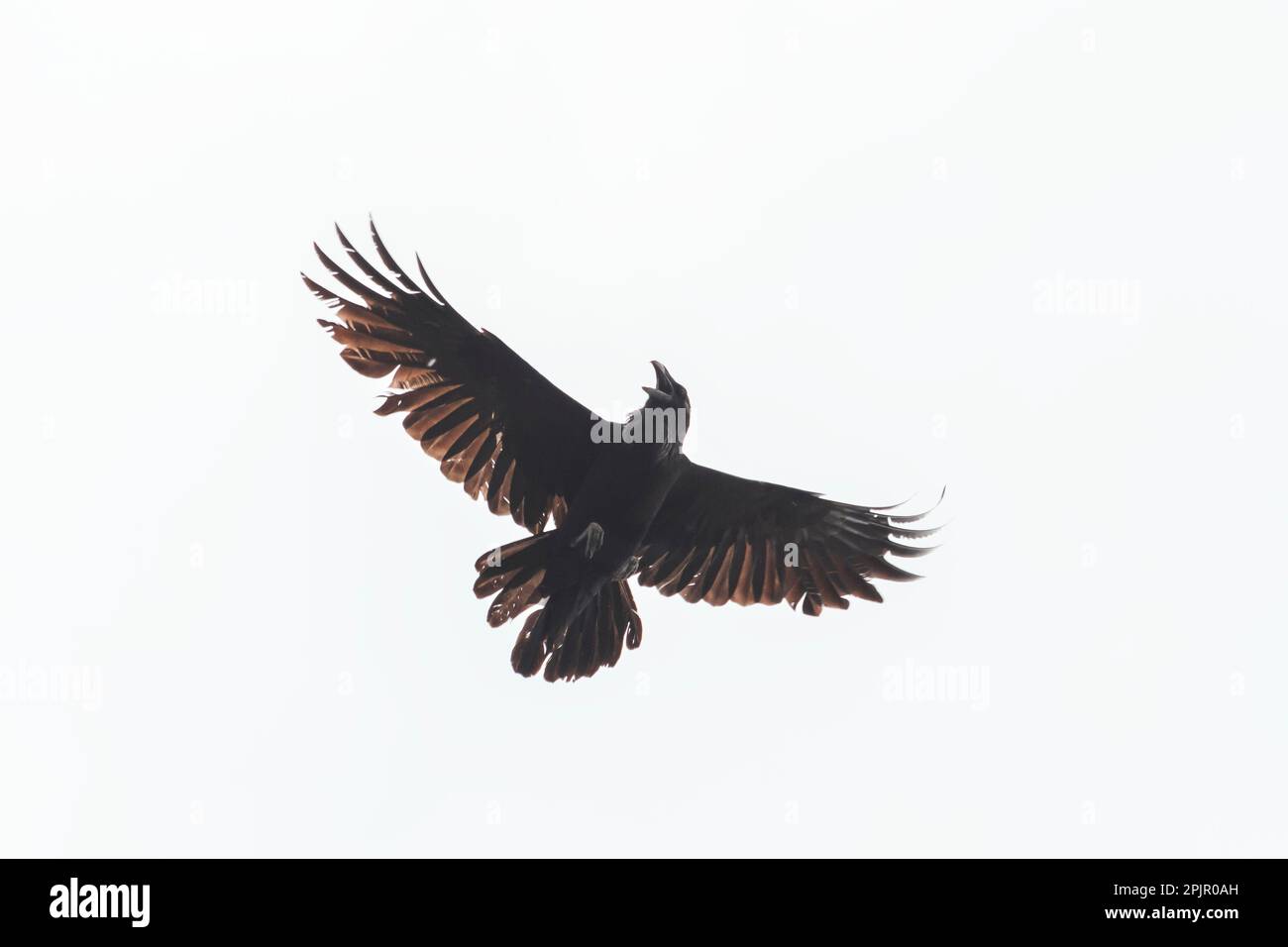 Raven beautifully spreading its wings isolated on white background ...