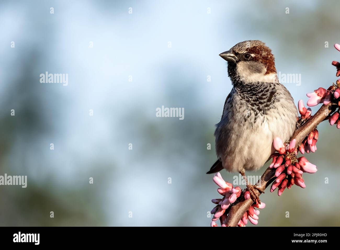 Hello spring from tree sparrow small bird sitting on the red buds Judas ...