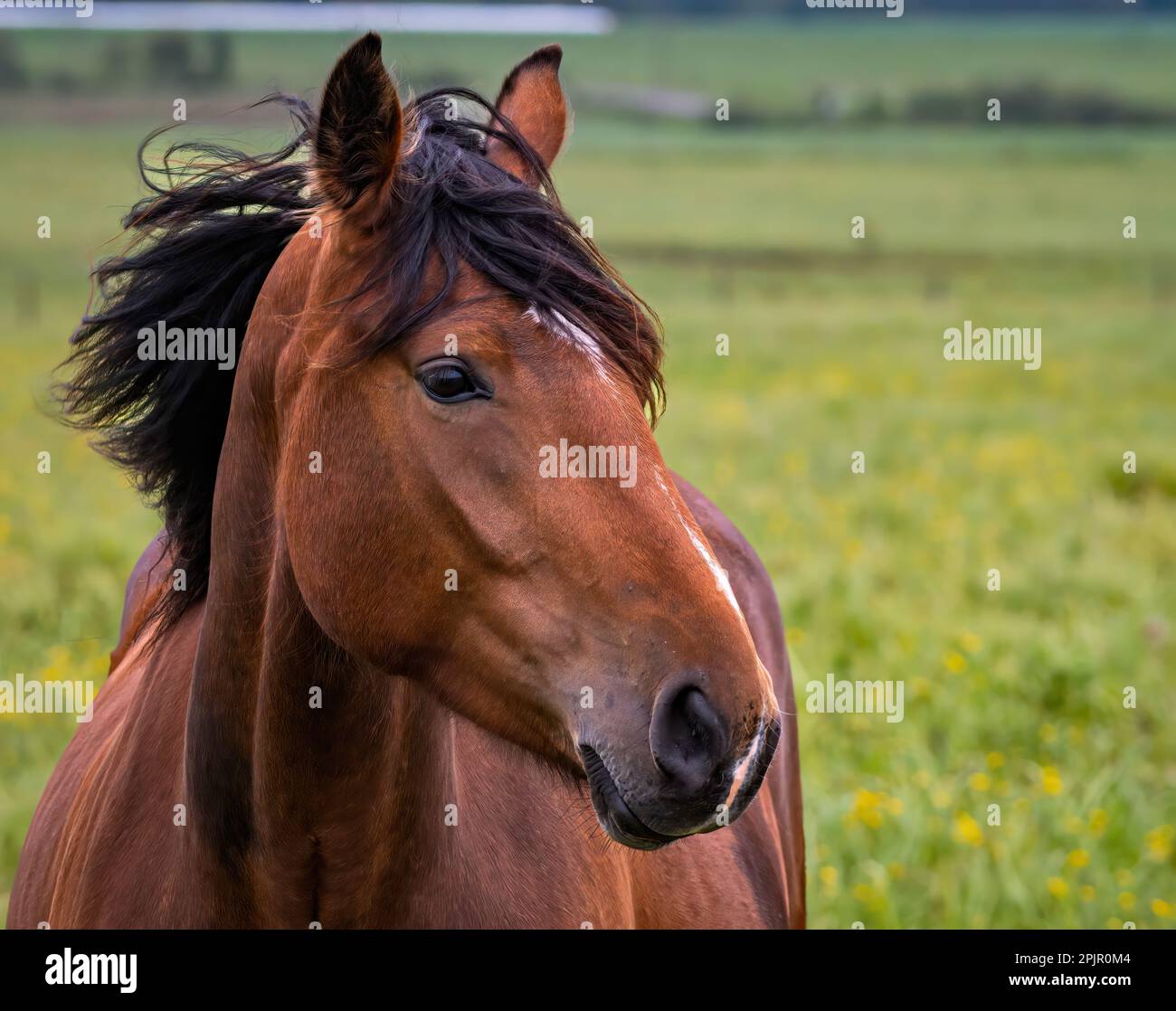 Close portrait, from profile, of a Latvian horse (Latvijas zirgs) with ...