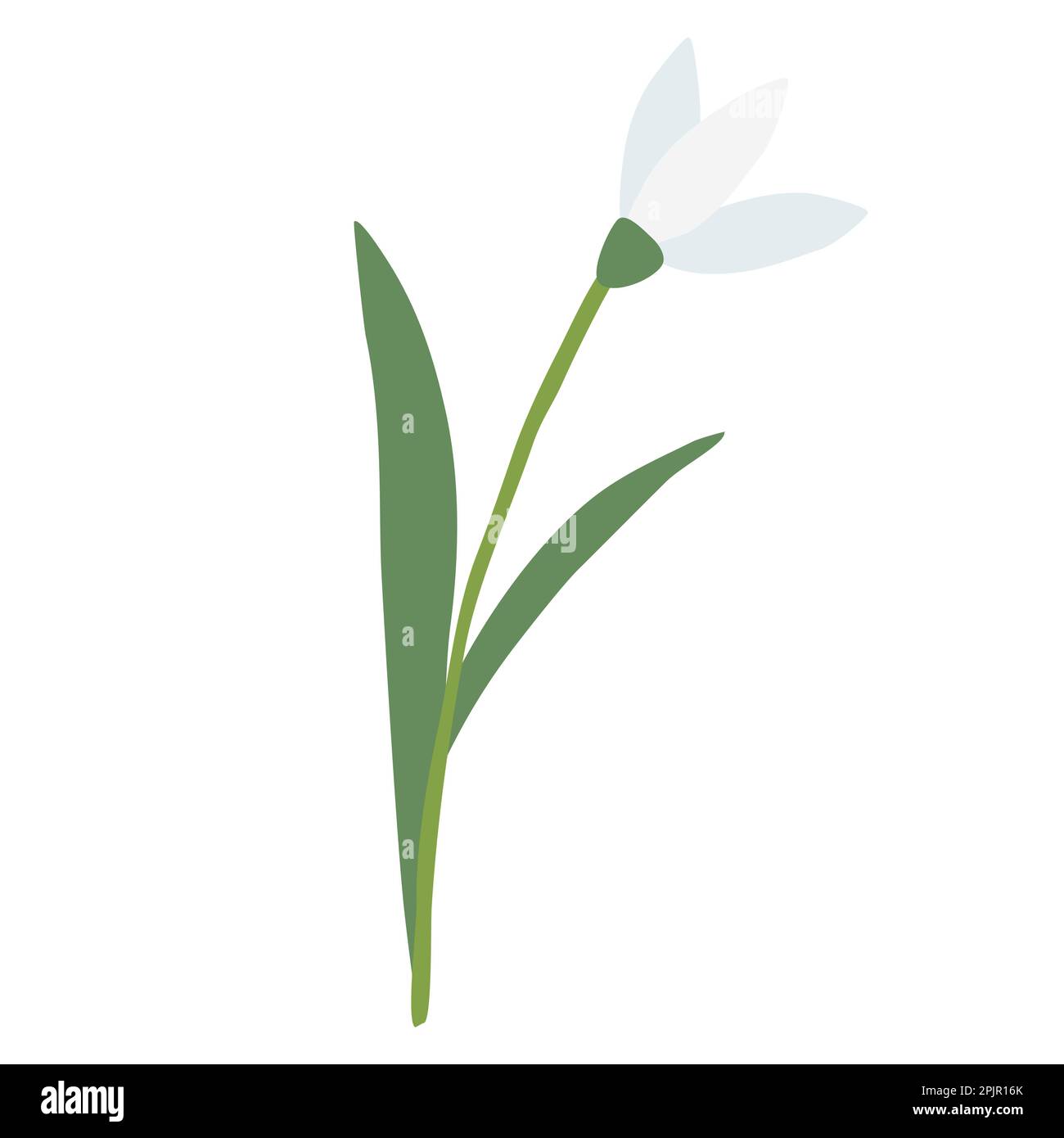 Raising snowdrop spring flower, isolated on white background, vector ...