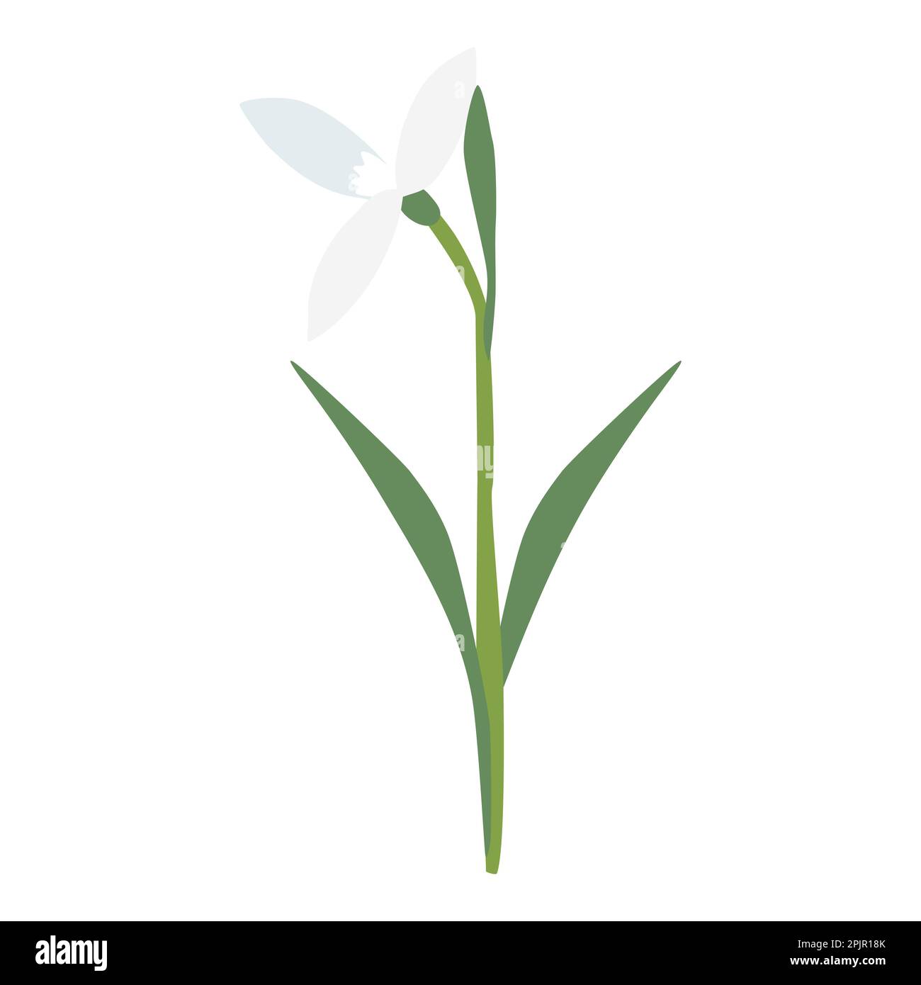 Raising snowdrop spring flower, open bud, isolated on white background ...