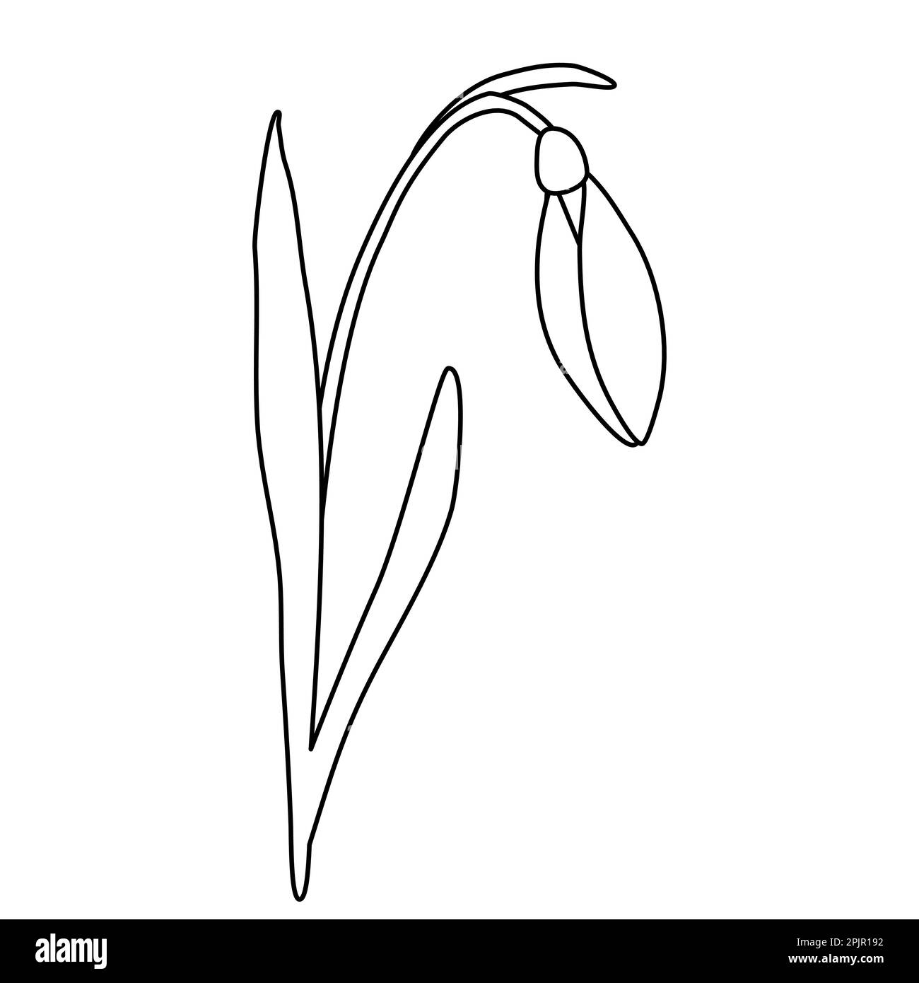 Snowdrop spring flower with leaning bud, doodle style flat vector ...