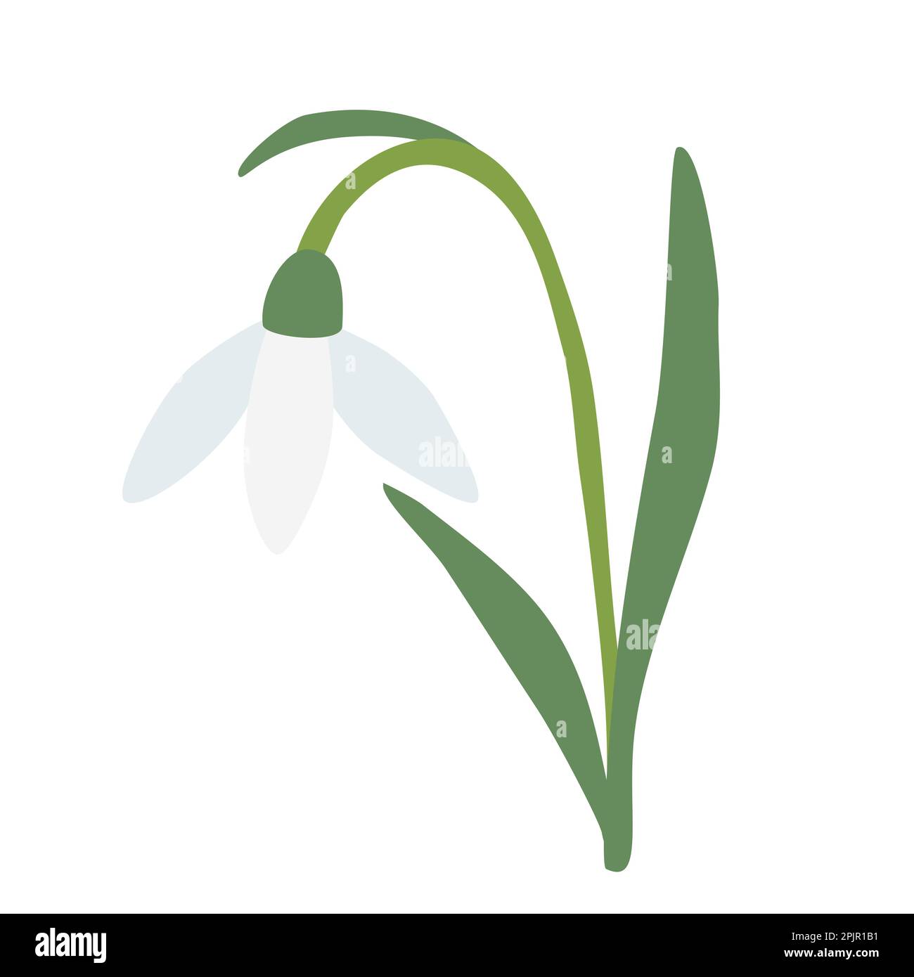 Leaning snowdrop spring flower, open bud, isolated on white background ...