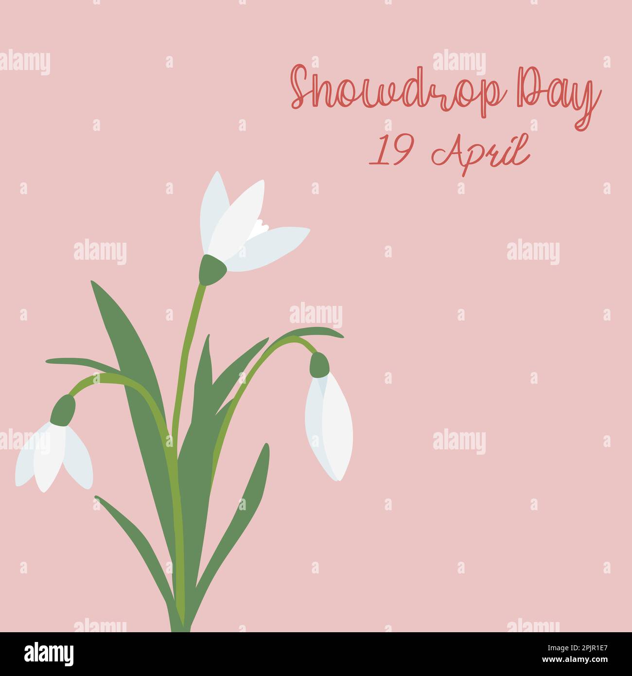Greeting card with snowdrops spring flowers on pink background ... Greeting card with snowdrops spring flowers on pink background ...