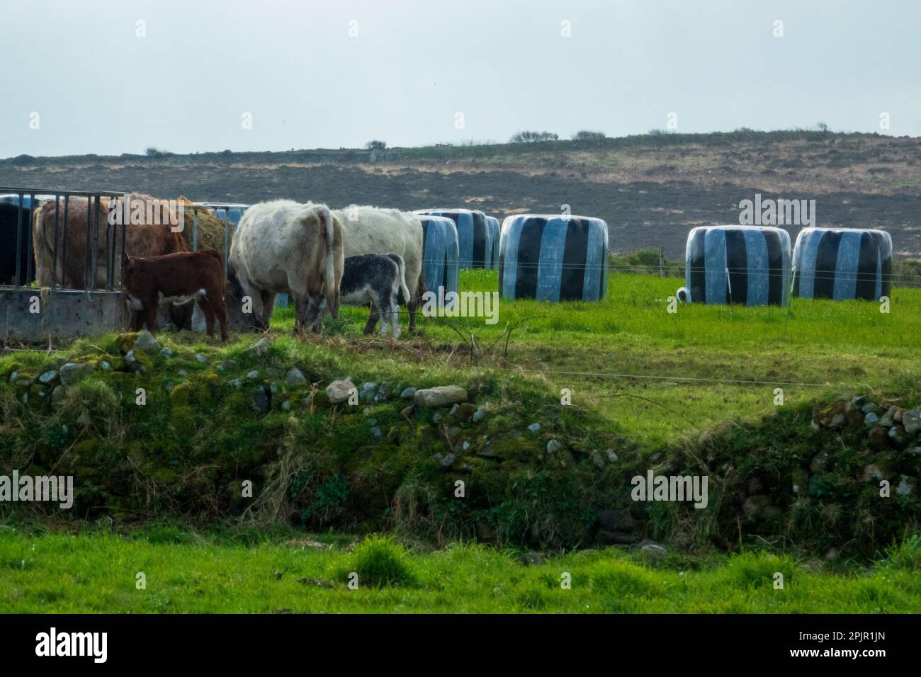 Striped cattle hi-res stock photography and images - Alamy