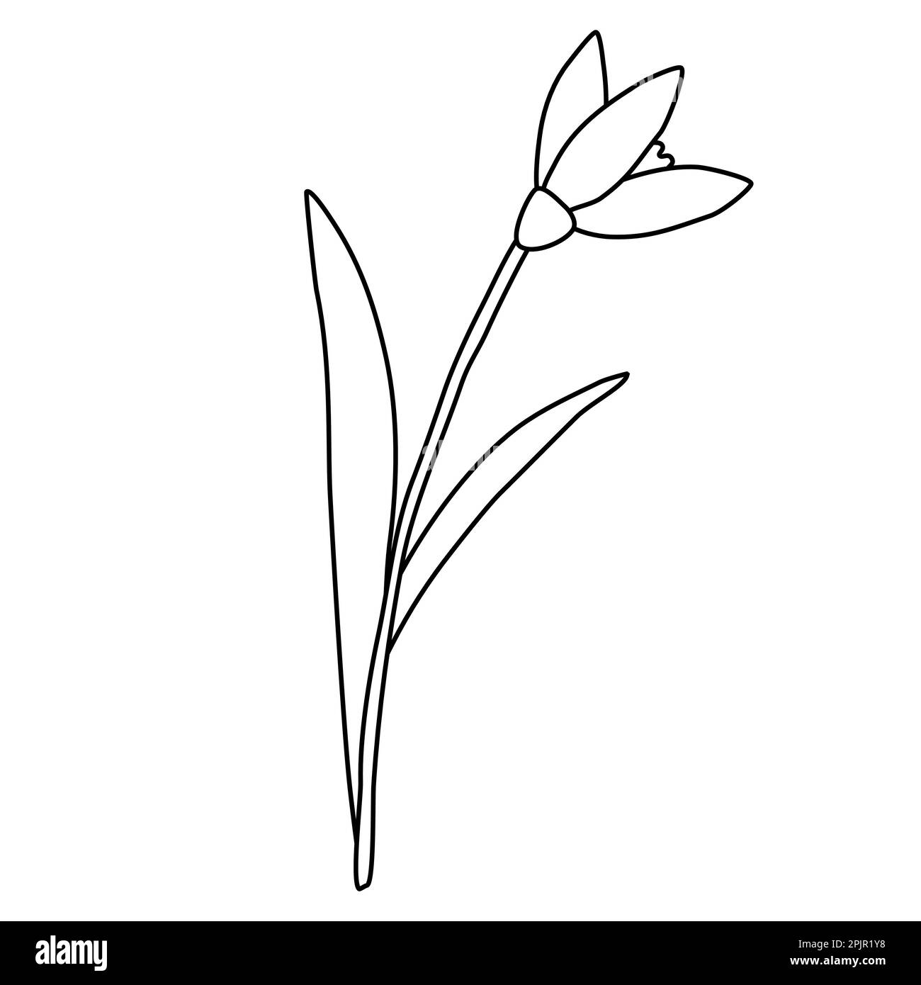 Raising snowdrop spring flower, doodle style flat vector outline ...