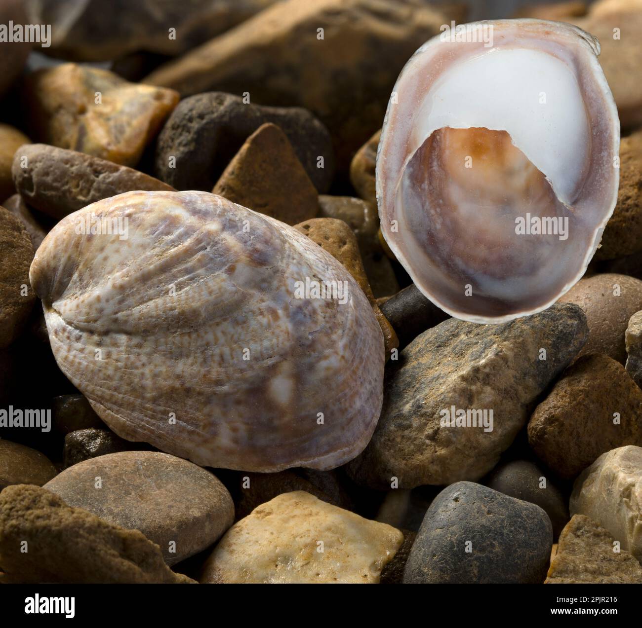 Top and Bottom View of Slipper Limpet Shell Stock Photo - Alamy