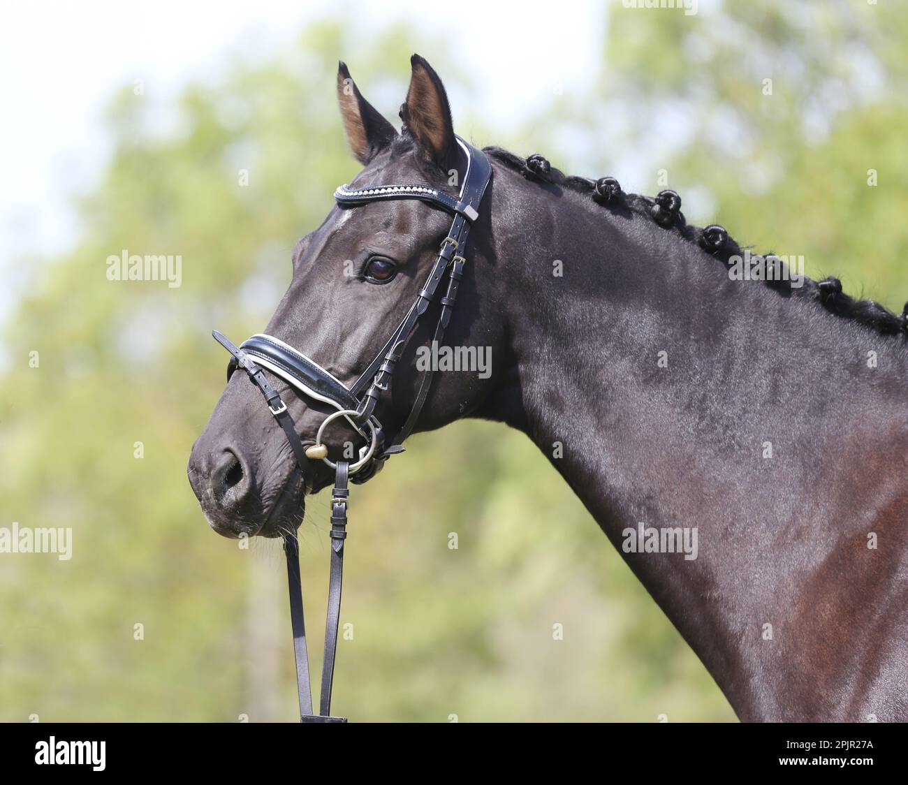Portrait close up of a beautiful young chestnut stallion. Headshot of a ...