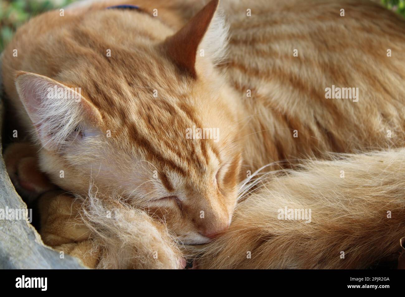 Sleeping ginger domestic cat hi-res stock photography and images - Alamy