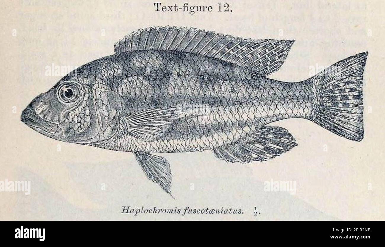 Nimbochromis fuscotaeniatus (spothead hap, fuscotaeniatus hap) is a ...