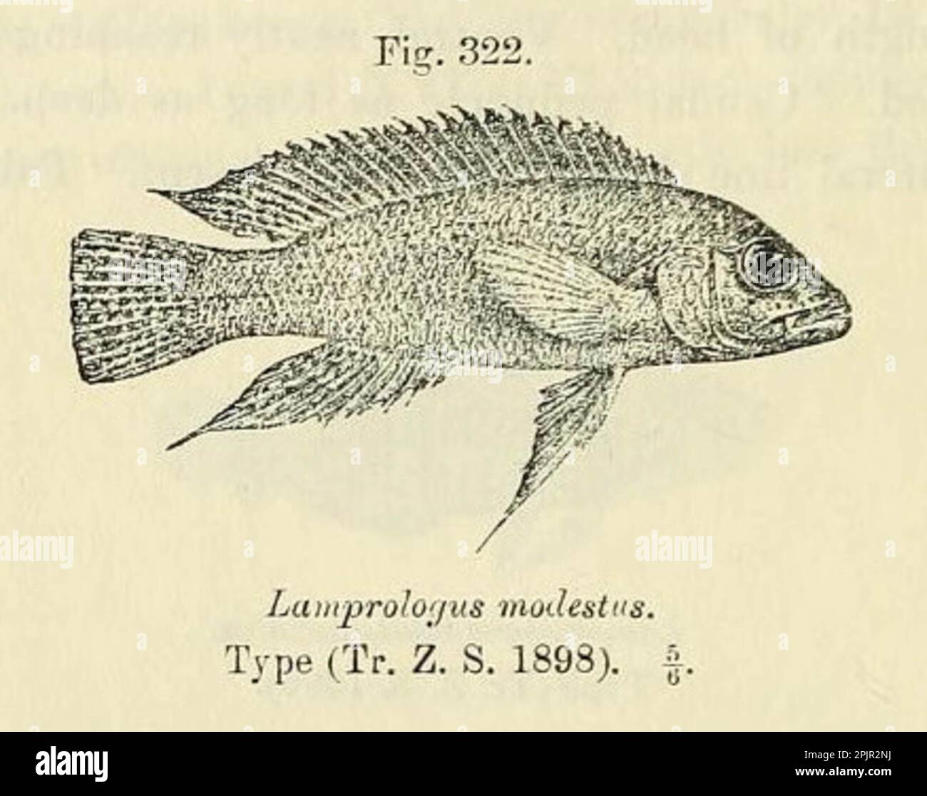 Neolamprologus modestus is a species of cichlid endemic Stock Photo - Alamy