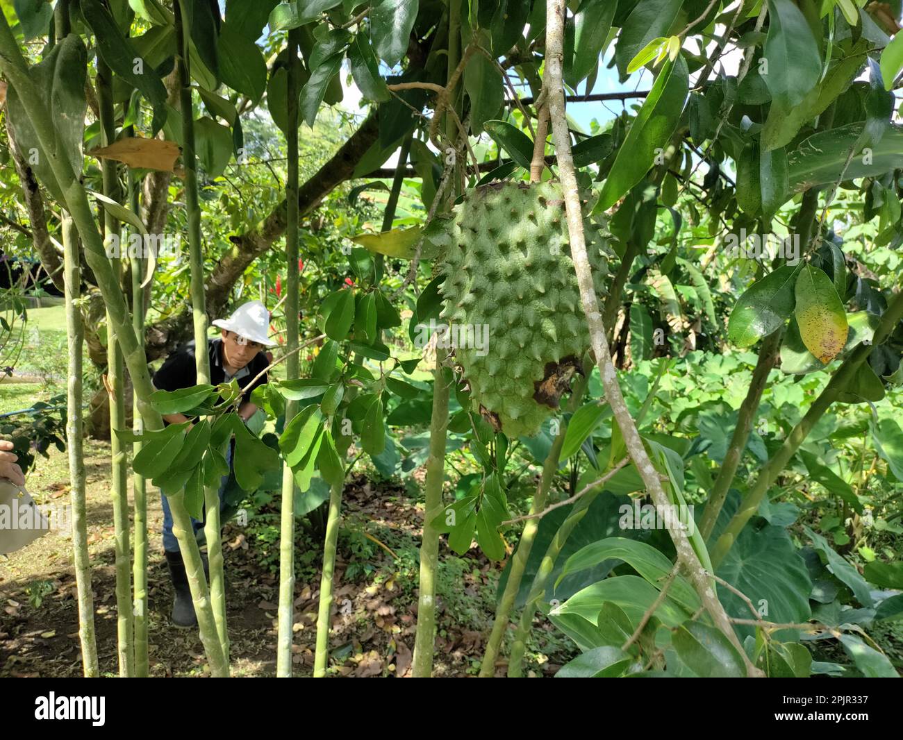 La Fortuna, Costa Rica - A guide at Finca Educativa Don Juan (Don Juan ...