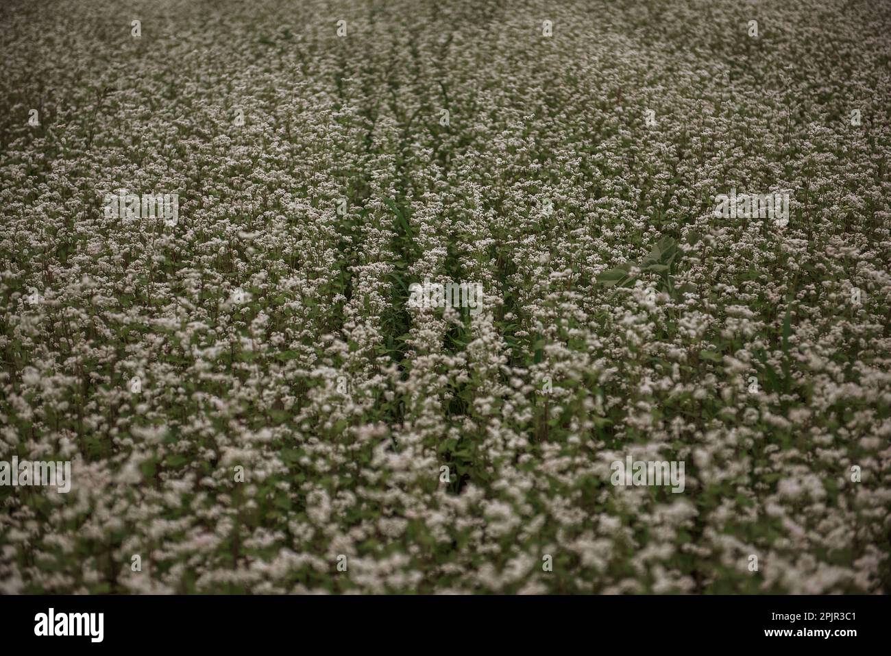 Botanical pattern from green field of white flowering buckwheat ...