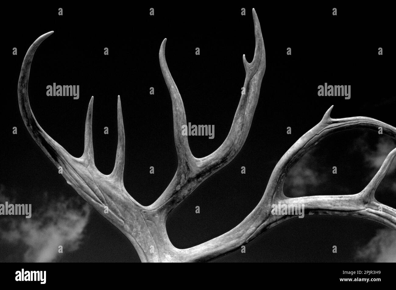 Looking up blue sky Black and White Stock Photos & Images - Alamy