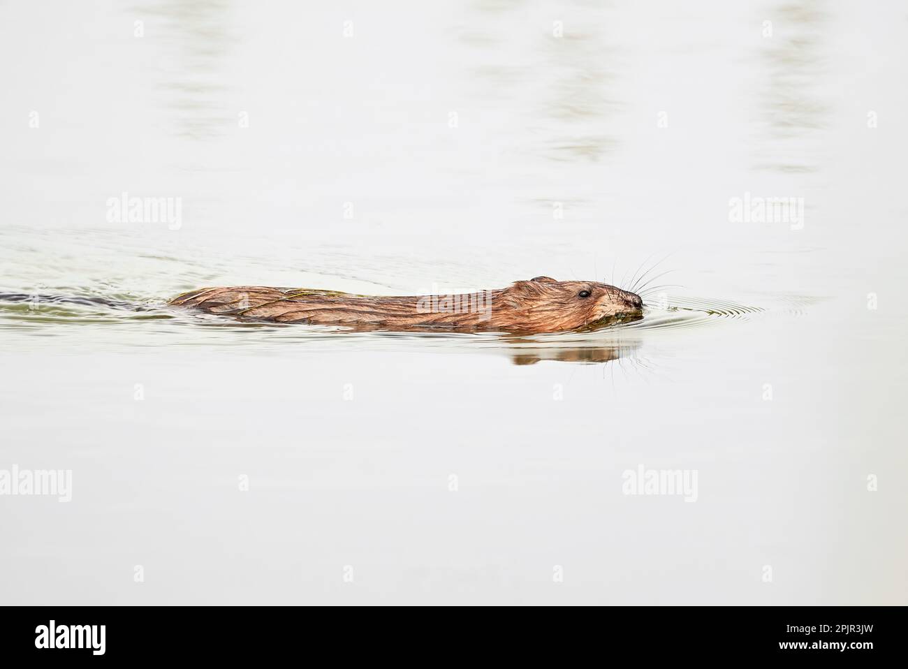 Muskrat rodent swimming (Ondatra zibethicus Stock Photo - Alamy
