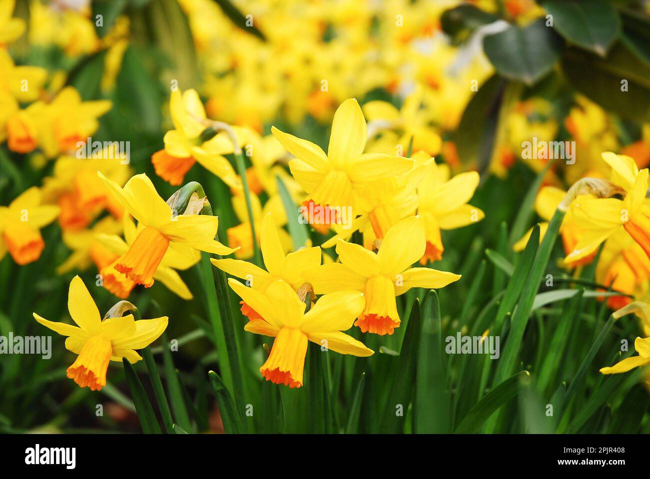 Yellow daffodil flowers grow in the park in spring. Narcissus jonquilla ...