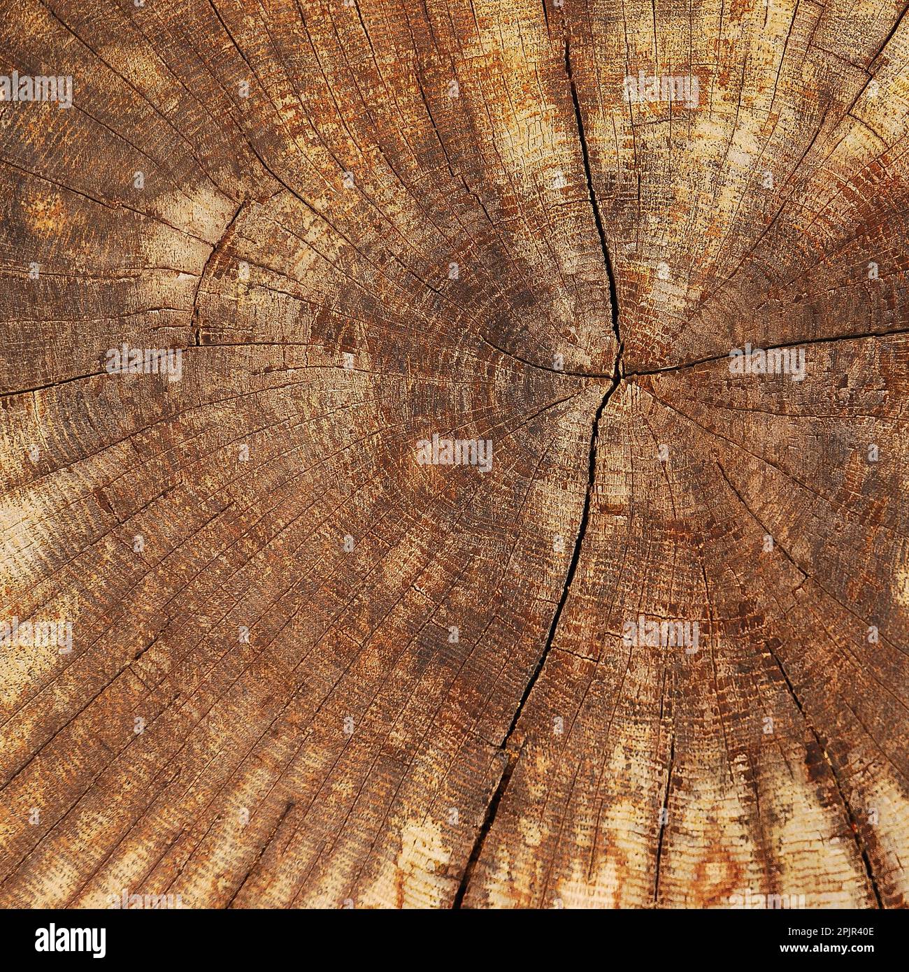Cross section of a tree trunk. Background, texture Stock Photo - Alamy