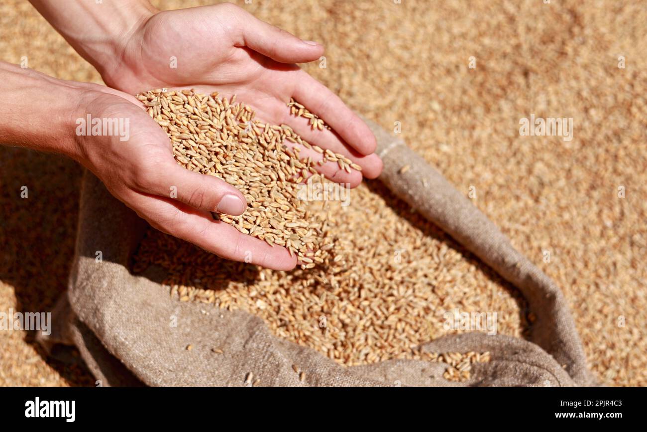 What Is Sifting Of Wheat at Samuel Galan blog