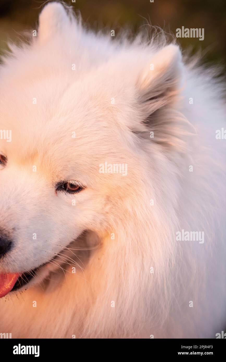 Very large close up portrait of white fluffy Samoyed. The dog smiles ...