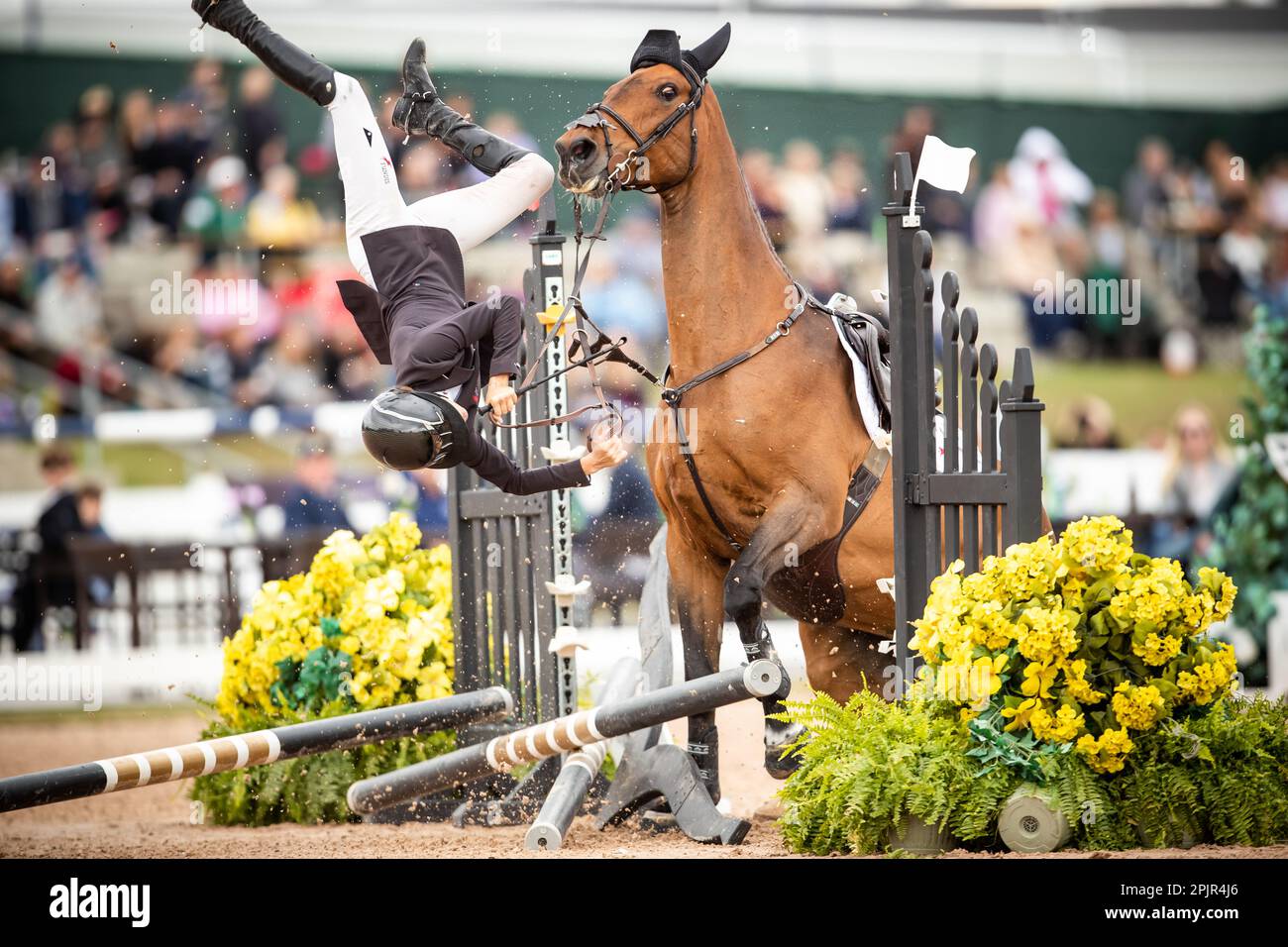 Action picture horse jumping a fence hi-res stock photography and ...