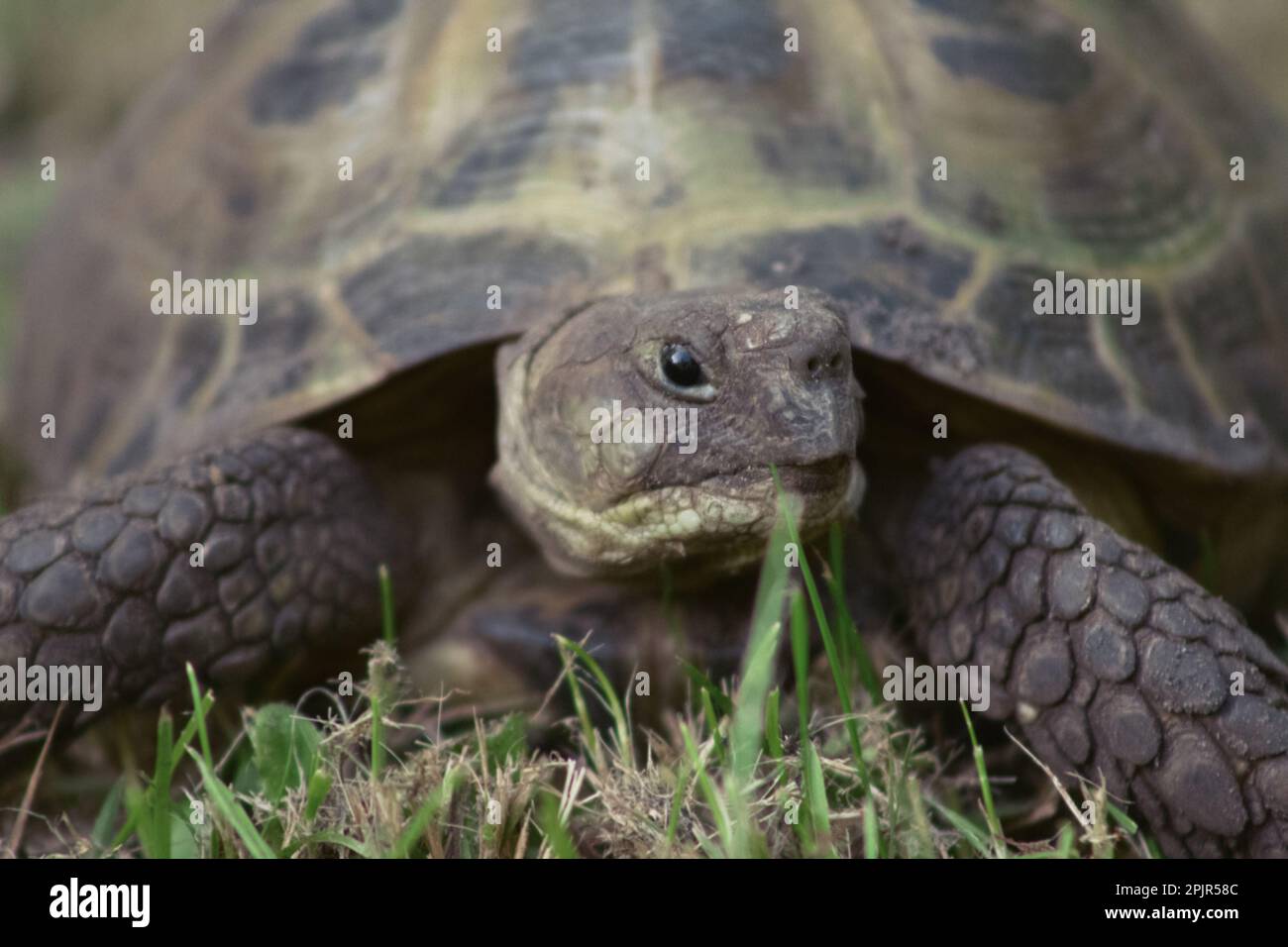 Turtle testudo hi-res stock photography and images - Alamy