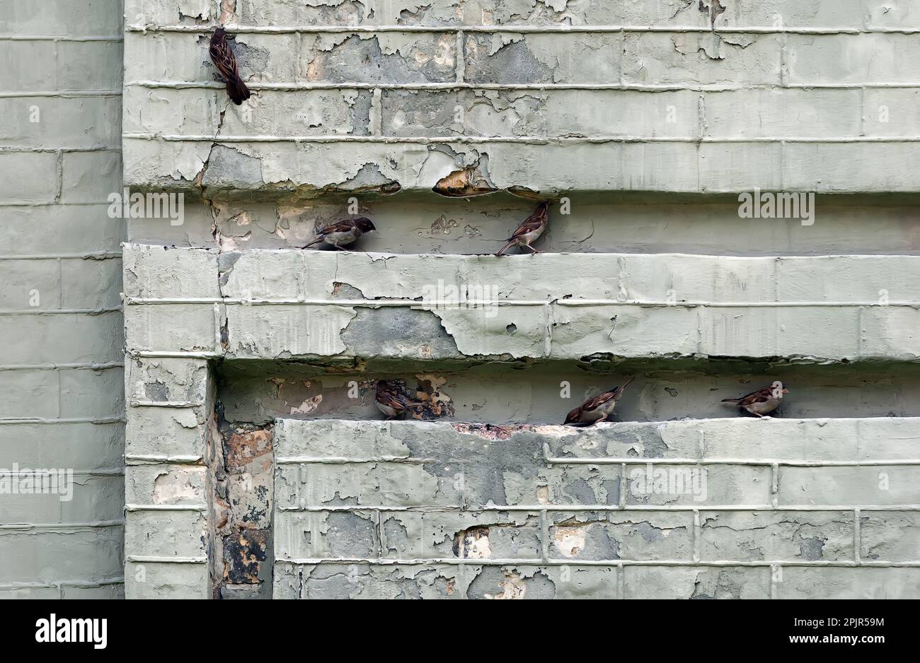 Crack of sparrows hi-res stock photography and images - Alamy