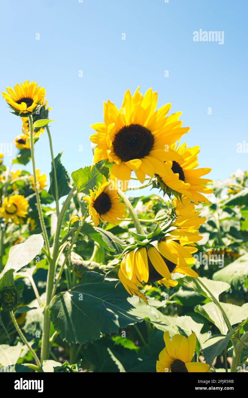 Tropical Farm Sunflowers Stock Photo - Alamy