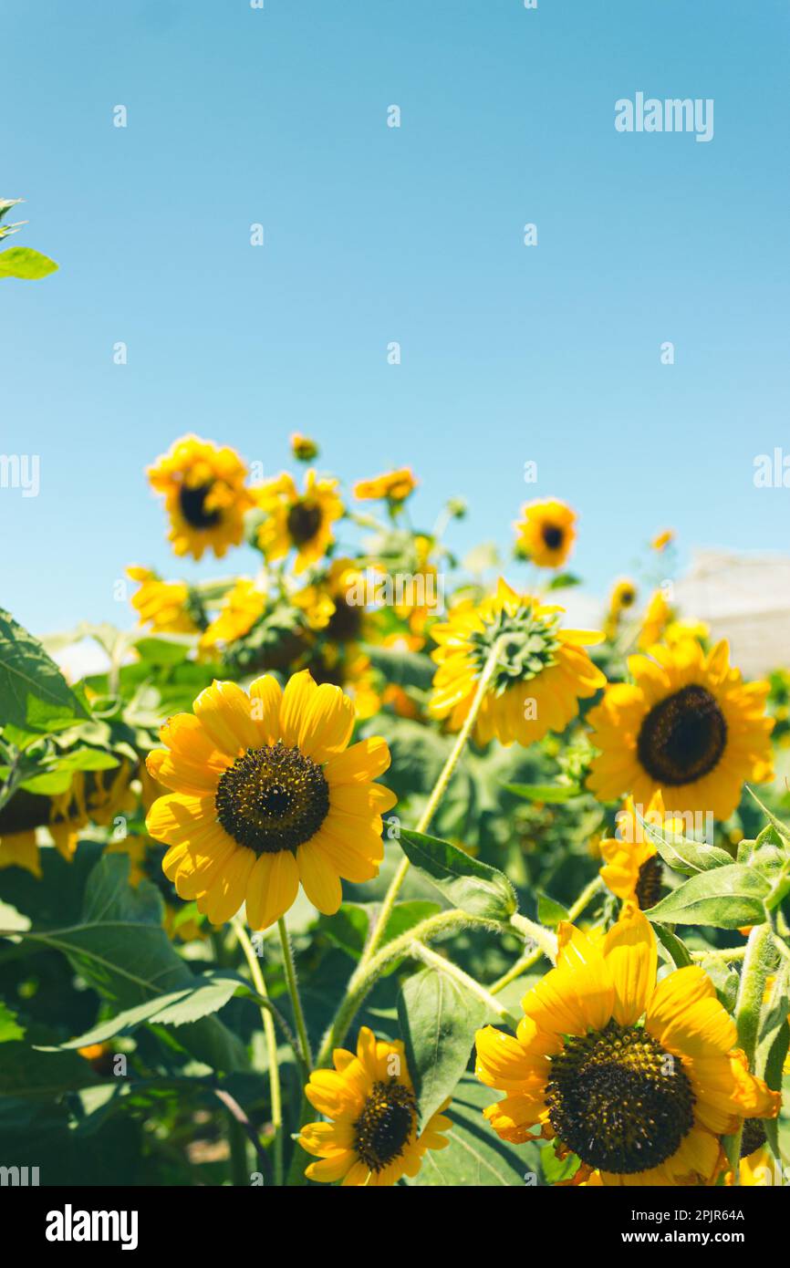 Tropical Farm Sunflowers Stock Photo - Alamy