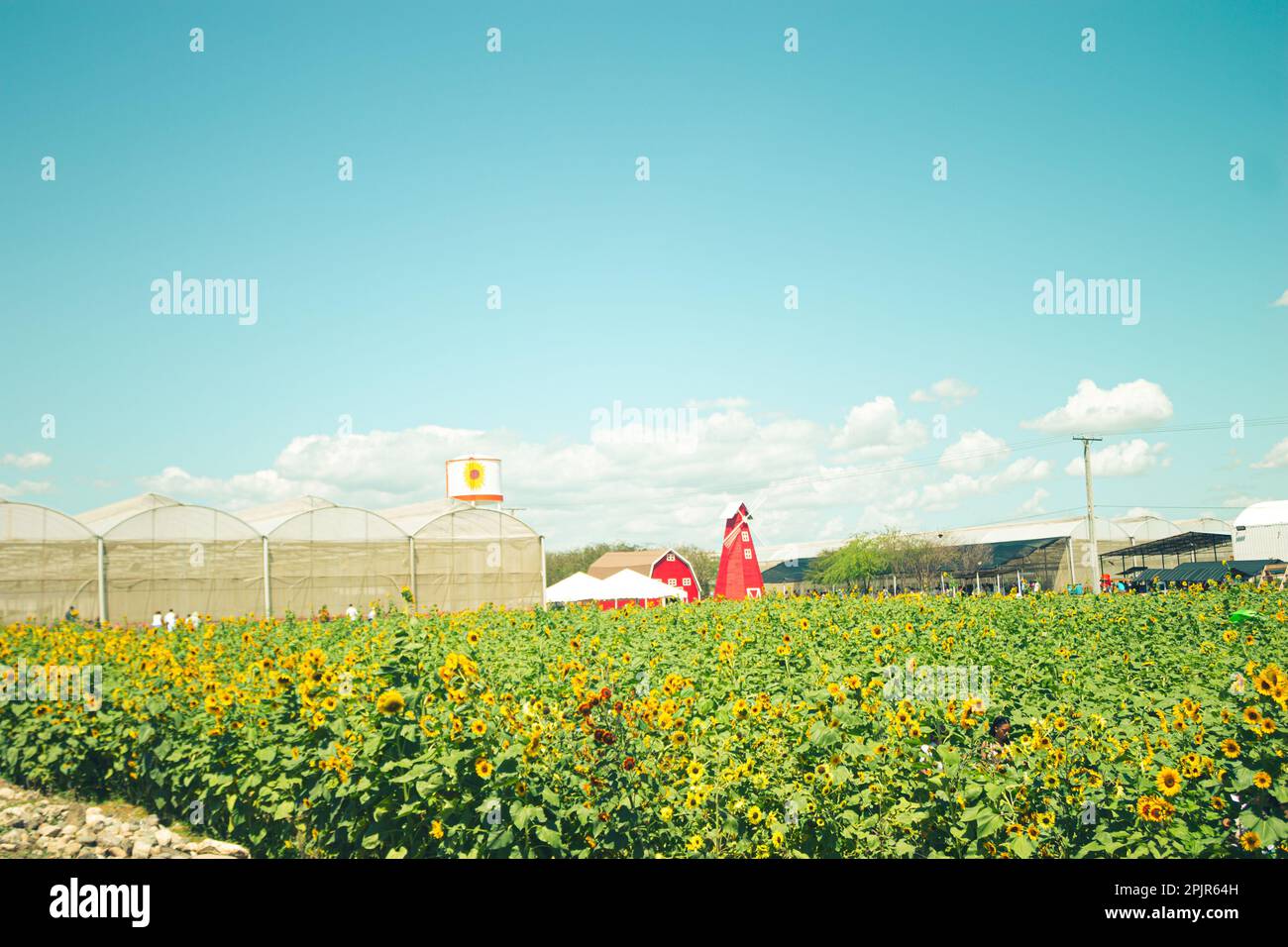Tropical Farm Sunflowers Stock Photo - Alamy