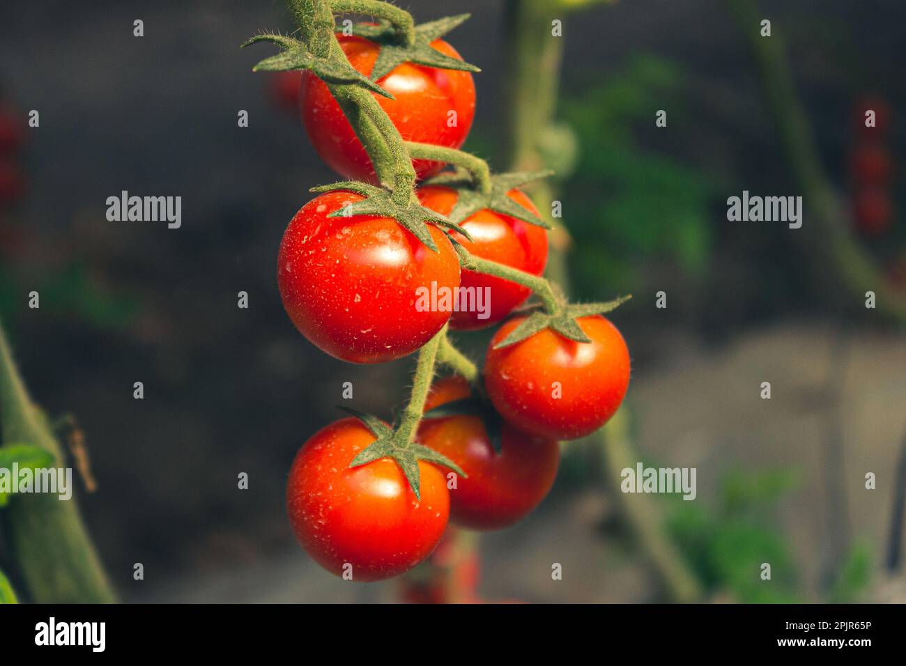Tropical Farm IV Stock Photo - Alamy