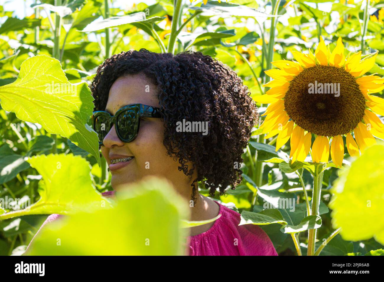 Tropical Farm Sunflowers Stock Photo - Alamy