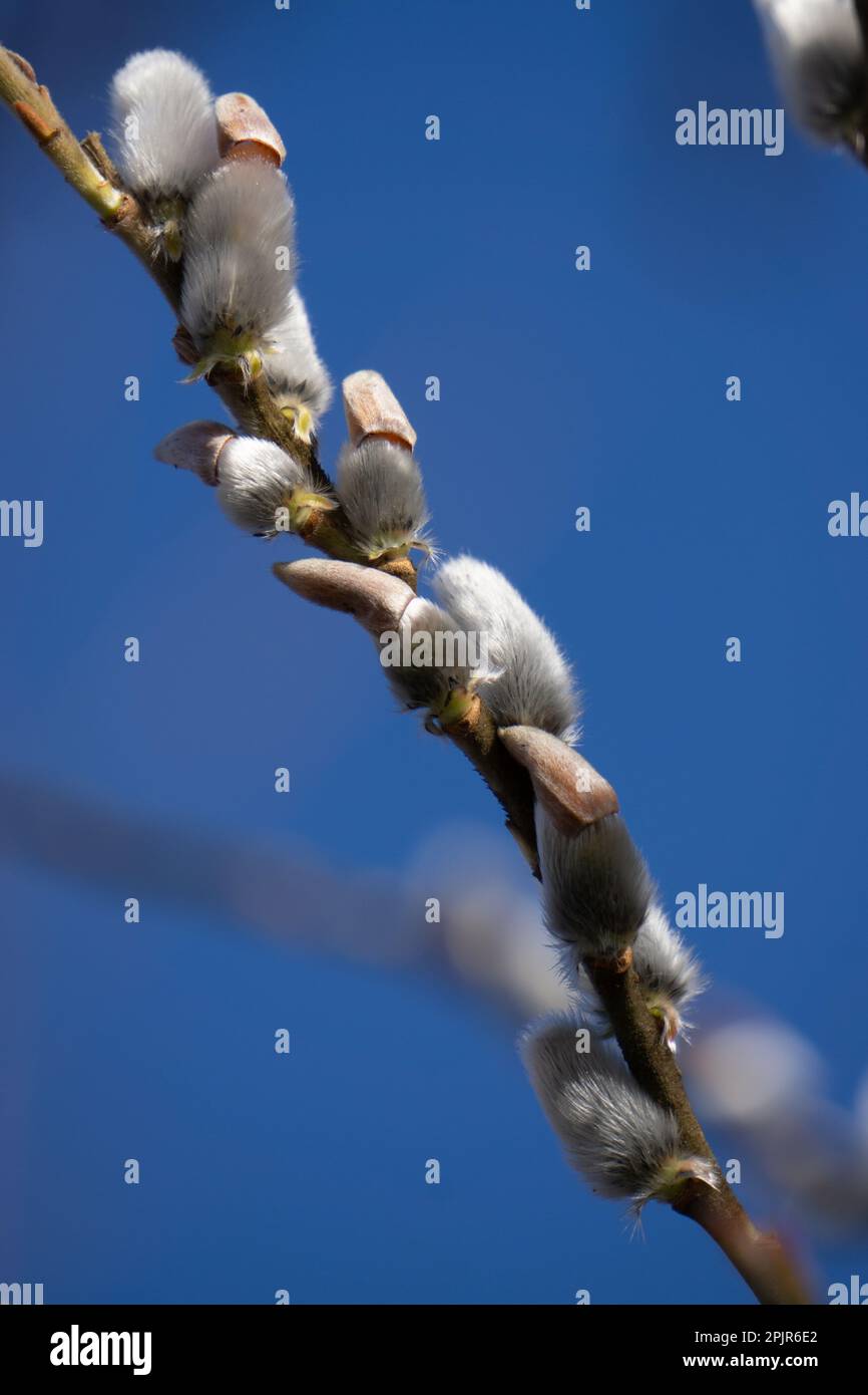 A Vertical Closeup Shot Of A Willow Tree Branch With Fuzzy Buds Stock