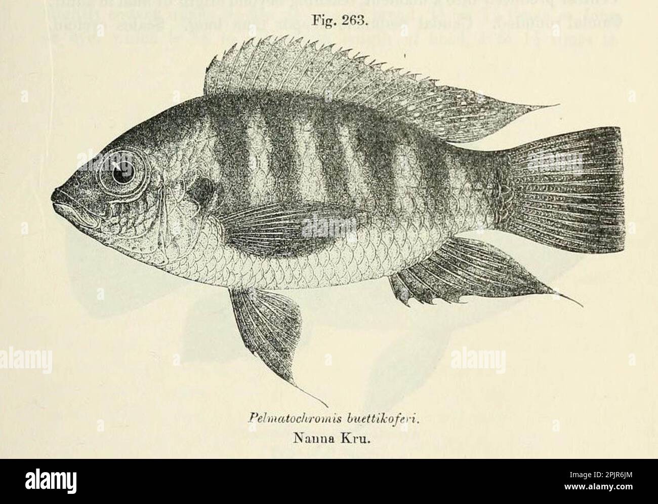 Pelmatochromis hi-res stock photography and images - Alamy