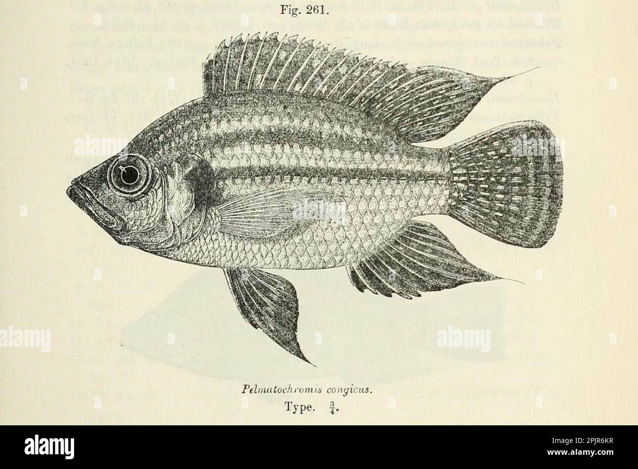 Congicus hi-res stock photography and images - Alamy