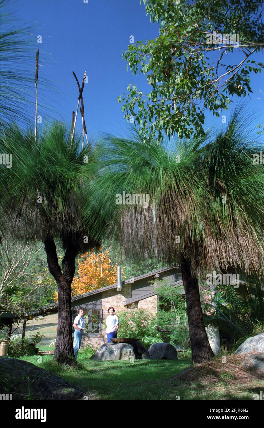 Xanthorrhoea australis hi-res stock photography and images - Alamy