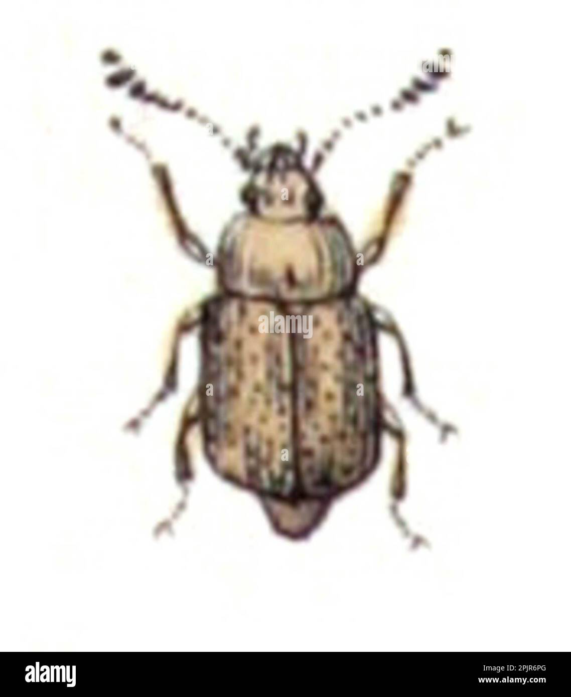 Eusphalerum luteum luteum hi-res stock photography and images - Alamy