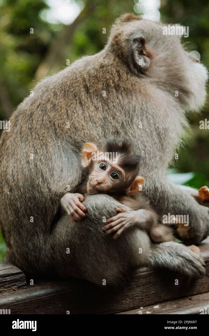 Baby monkey with his mother in the jungle of Ubud, Bali Stock Photo - Alamy