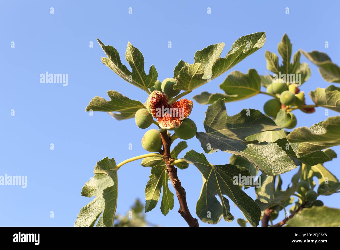 A fig tree carrying open and shut fruits against a blue sky Stock Photo ...